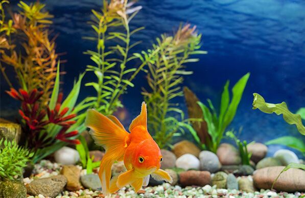 Miniature Compressor Moir Cooling